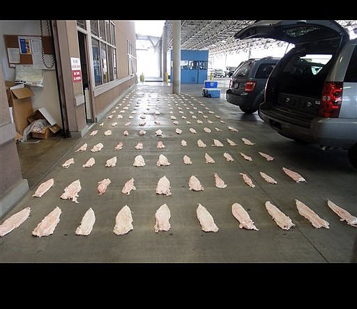 7 charged with smuggling fish bladders to China | Chattanooga Times ...