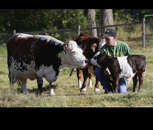 Mini-cow born at Roy farm looks like panda bear | Chattanooga Times ...