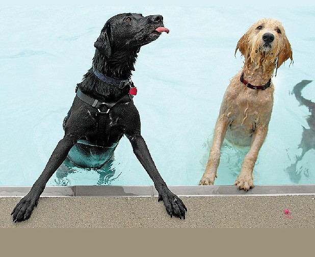 Doggie Paddle Pool Party at Warner Park - Sept. 7 | Chattanooga Times ...