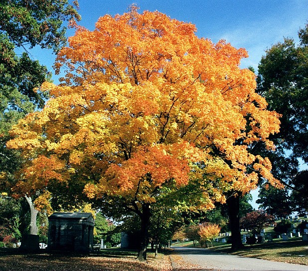 Tips for top trees: Greater Chattanooga area pros name their favorite ...