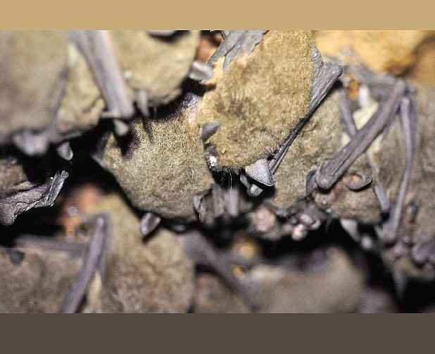 Maryville College in Tennessee creating new home for bell tower bats ...