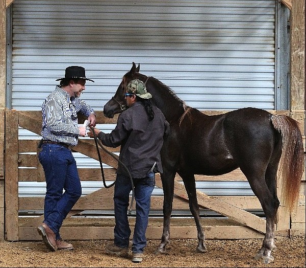 Photo: LaFayette's Paradise Arabians horse farms shows off season's ...