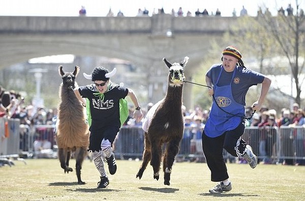Llamas race to benefit local, international schools | Chattanooga Times ...
