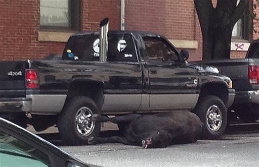 Baltimore police shoot cow running loose in city | Chattanooga Times ...