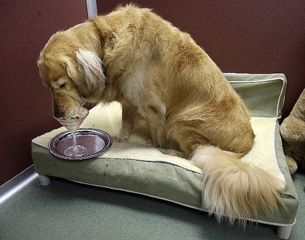 Fat camps offer pudgy pets 'pawlates' to slim down | Chattanooga Times ...