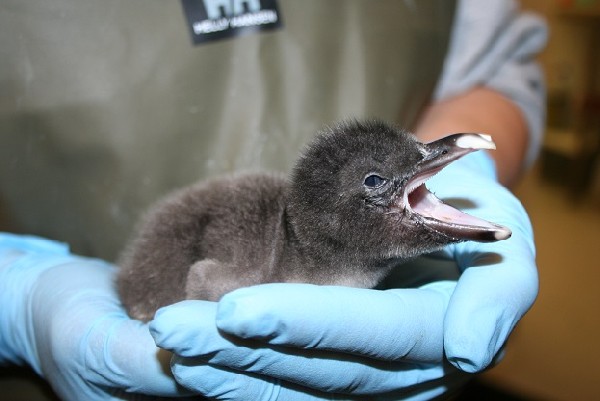 Tennessee Aquarium announces first penguin chick of the year ...
