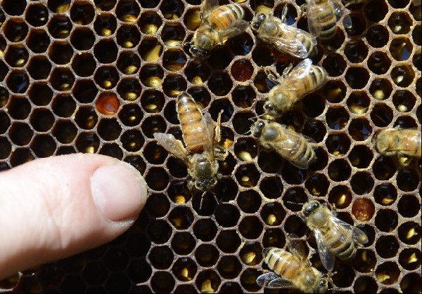 Inside the hive: Bee society more complicated, emotional than you might ...