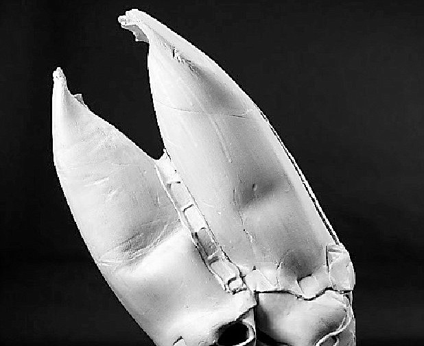 Shadow May shows 'Ephemeral Forms' at AVA - Nov. 7-25 | Chattanooga ...