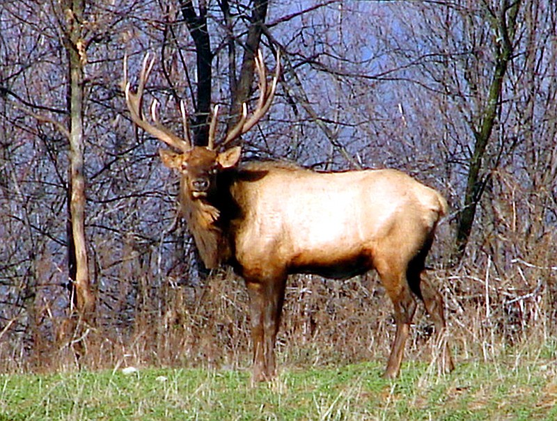 Reward offered for poaching of elk in northeast Tennessee | Chattanooga ...