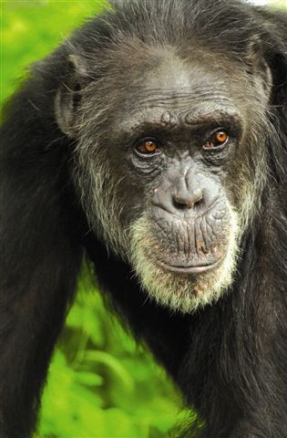 Hank the Chimp, zoo's oldest resident, dies | Chattanooga Times Free Press