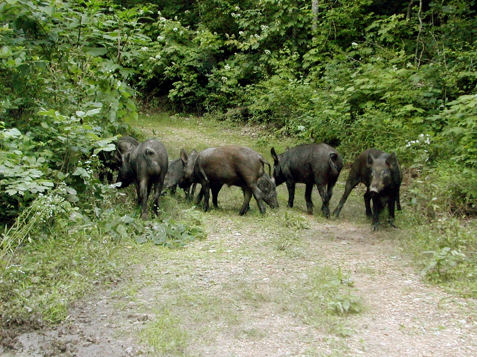 Feral hogs destroy crops, wildlife habitat | Chattanooga Times Free Press