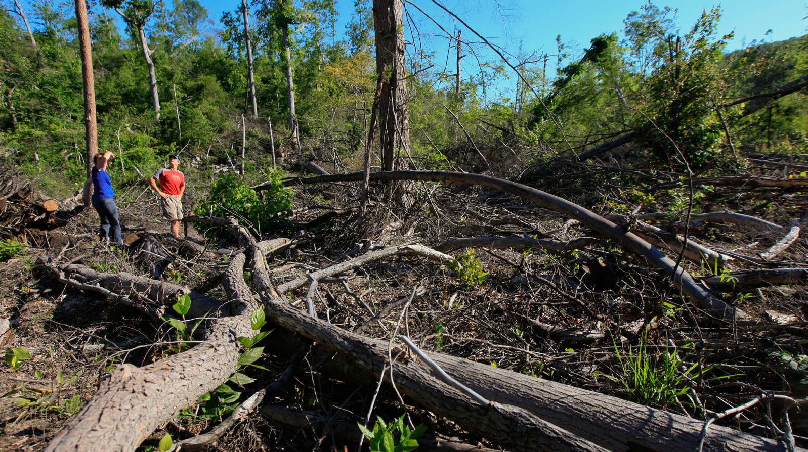 Reviving Fallen Trees | Chattanooga Times Free Press