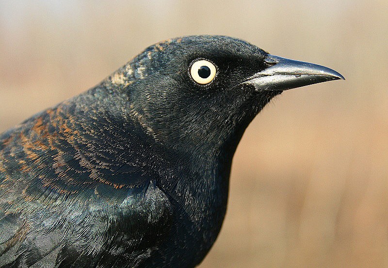 Birding festival set for West Tennessee, western Kentucky | Chattanooga ...
