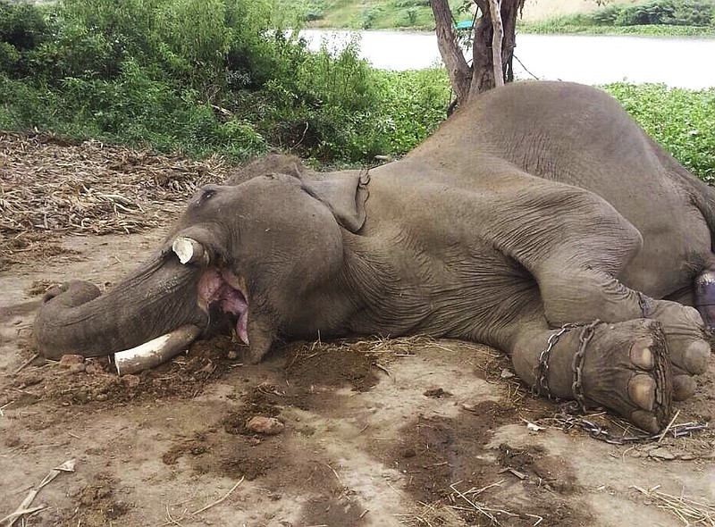 Poachers kill elephant for tusks in Thai sanctuary | Chattanooga Times ...