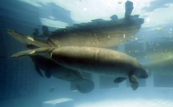 Manatees may soon lose endangered species status | Chattanooga Times ...