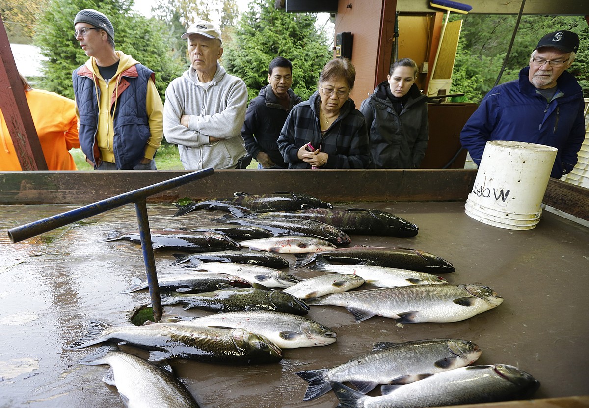 AP PHOTOS: Washington hatchery gives away salmon | Chattanooga Times ...