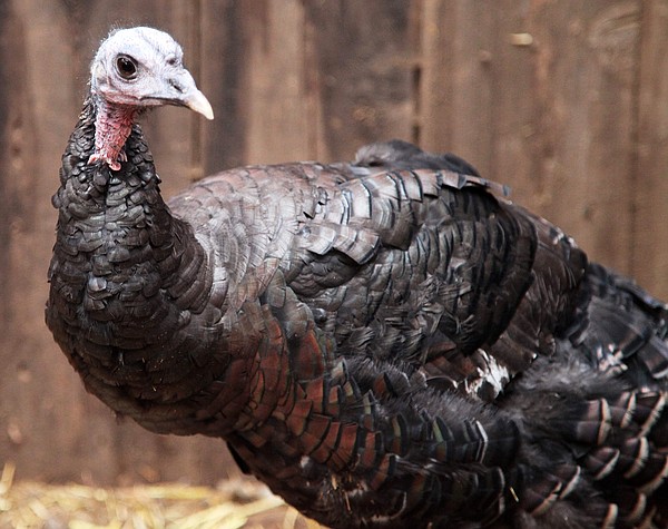 Turkey's great escape foils my Thanksgiving plans | Chattanooga Times ...