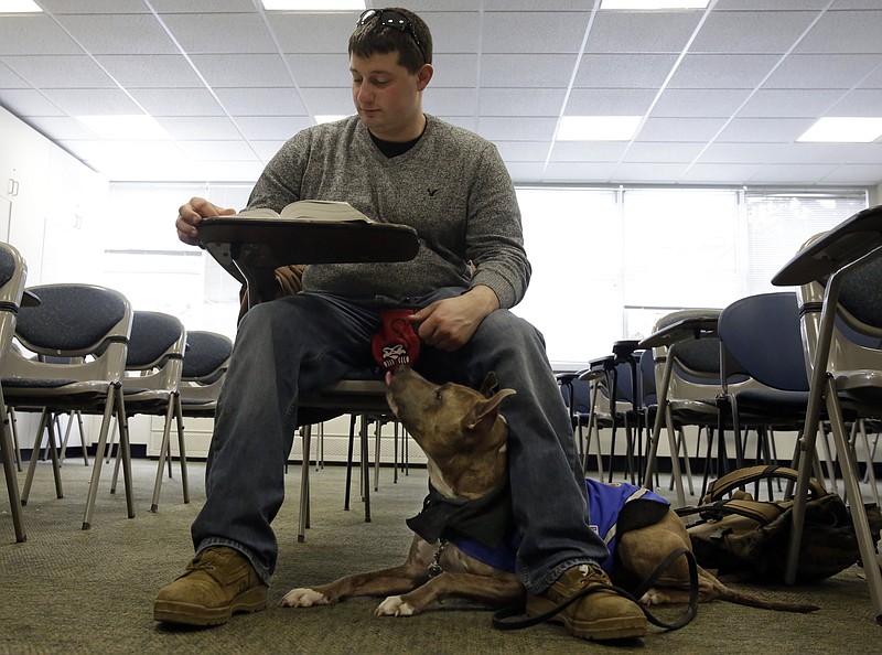 Rescued pit bulls fight stigma by guiding people in need | Chattanooga ...