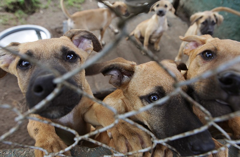 Zimbabwe covets canines as dog breeding becomes big business ...