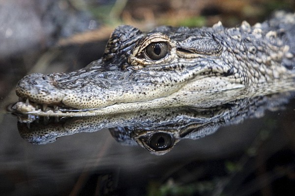 Burglary suspect hiding in pond killed by 11-foot alligator ...