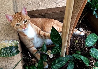 Missing South Carolina cat found 2 years later in California ...