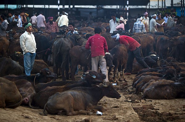 India's die-hard Hindus push to ban beef in blow to poor | Chattanooga ...