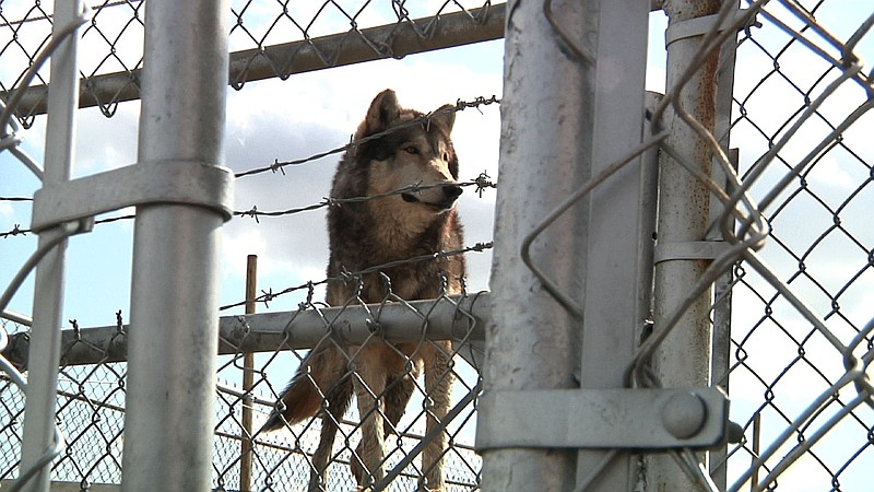 'Tiger Man' fights for return of seized animals to sanctuary ...