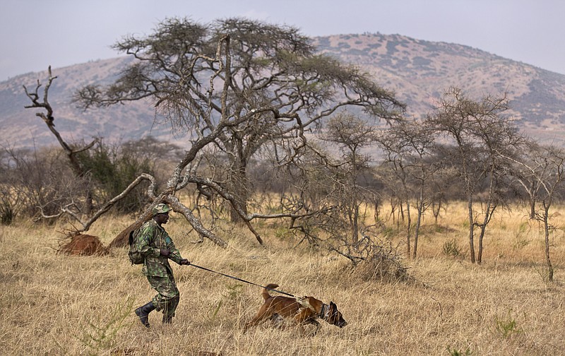 In Rwanda, dogs and handlers train to track poachers | Chattanooga ...