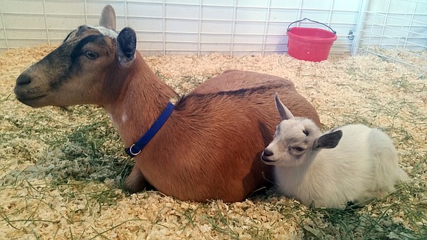 'Kid'-napping ends when baby goat reunited with its mother ...