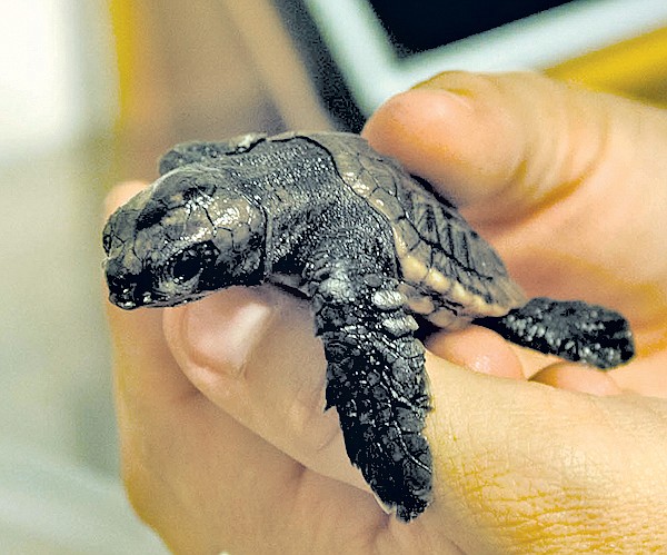 Tiny sea turtle used to spread message about beach litter | Chattanooga ...