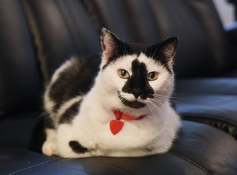 This hobo cat from Delaware somehow hitched rides to Chattanooga ...