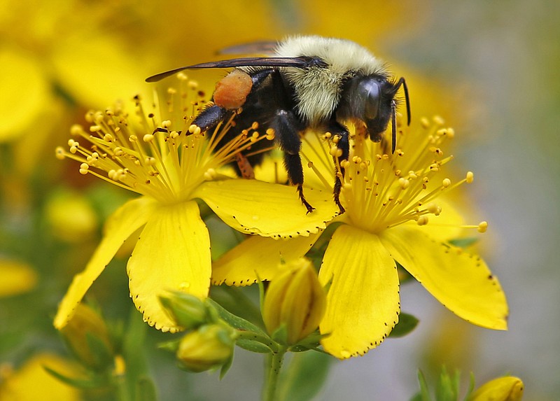 UN science report warns of fewer bees, other pollinators | Chattanooga ...