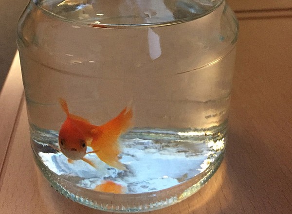 Lost goldfish case in Norway closer to being solved | Chattanooga Times ...