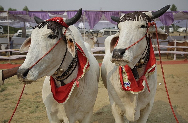 These beasts are beauties: India holds bovine beauty pageant ...