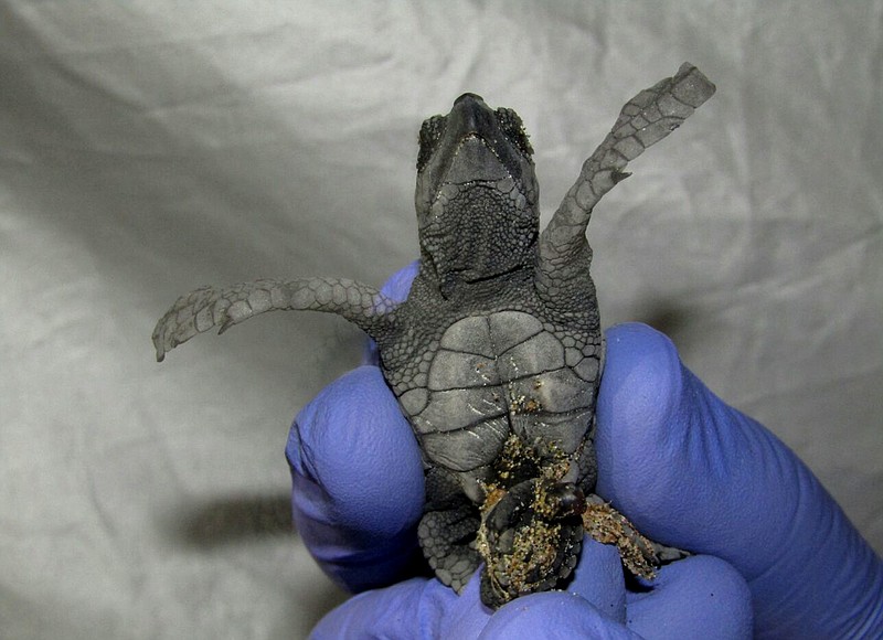 Biologists remove dead conjoined twin from endangered turtle ...