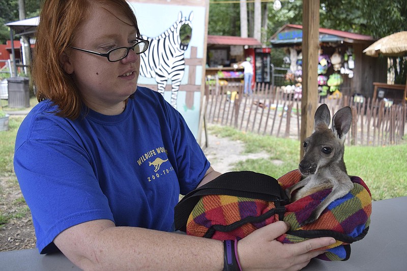 North Georgia zookeeper creates man-made pouch to save baby kangaroo ...