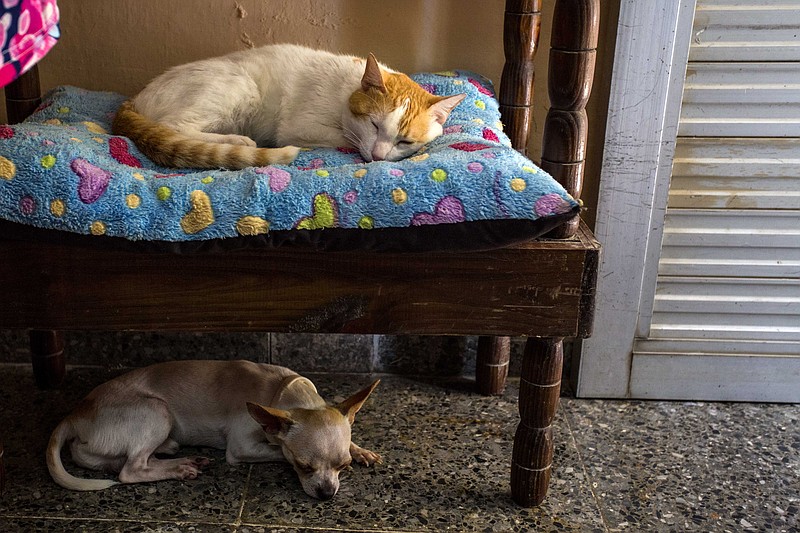 New class of pampered purebred dogs emerges in Cuba | Chattanooga Times ...