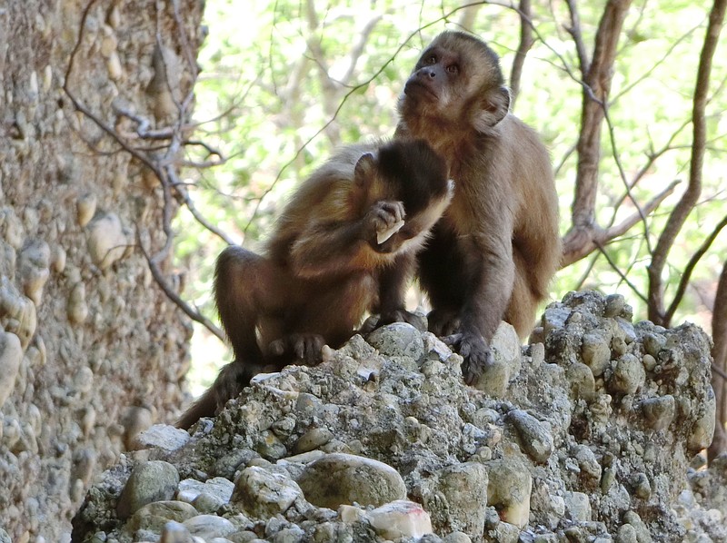 Rock-smashing monkeys make flakes like early stone tools | Chattanooga ...