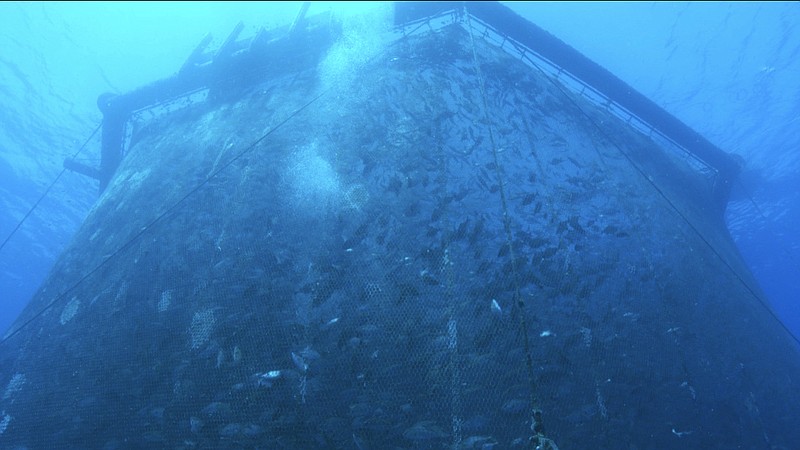 NOAA plans to open federal waters in Pacific to fish farming ...