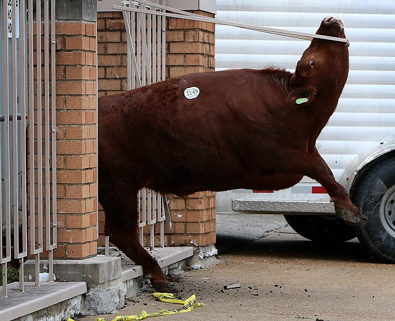 Escape of cattle from St. Louis slaughterhouse spurs roundup ...