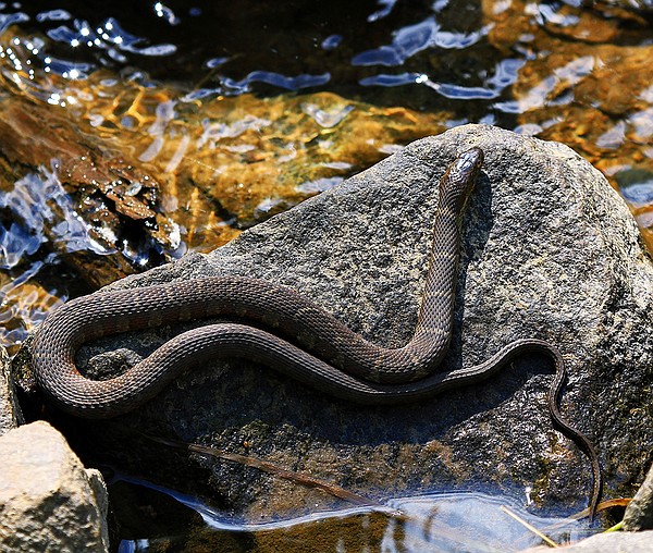 Beyond the fear factor: Snakes | Chattanooga Times Free Press