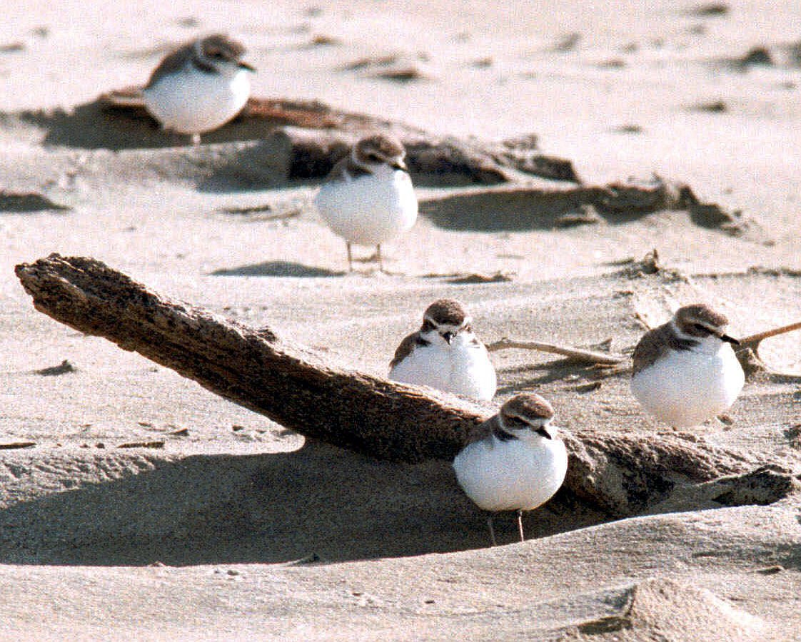 Snowy plover chick hatches on Oregon beach | Chattanooga Times Free Press