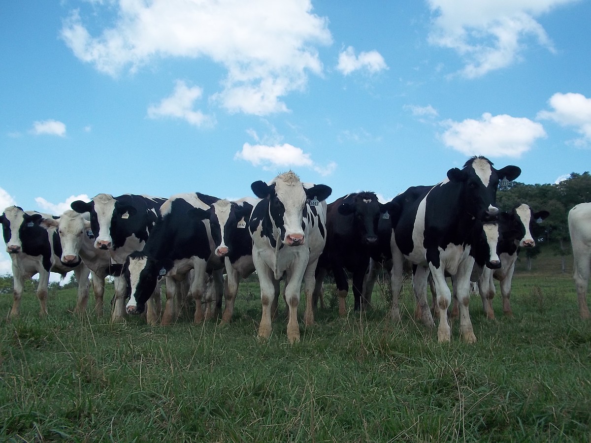 Chattanooga History Column: The Ray Moss family | Chattanooga Times ...