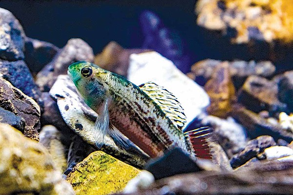 Watershed study uncovers imperiled fishing waters | Chattanooga Times ...