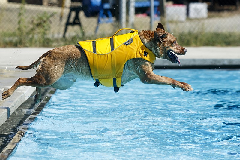 Dogs take over Warner Park Pool during annual Doggie Dip | Chattanooga ...
