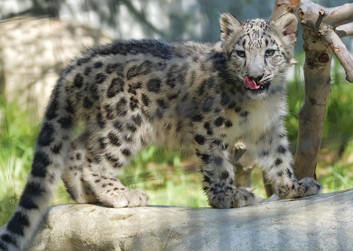 Long-endangered snow leopard upgraded to 'vulnerable' status ...