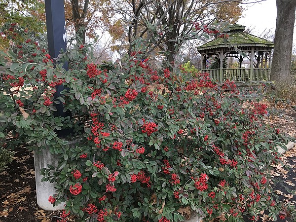 Parney cotoneaster adds winter interest to a garden | Chattanooga Times ...