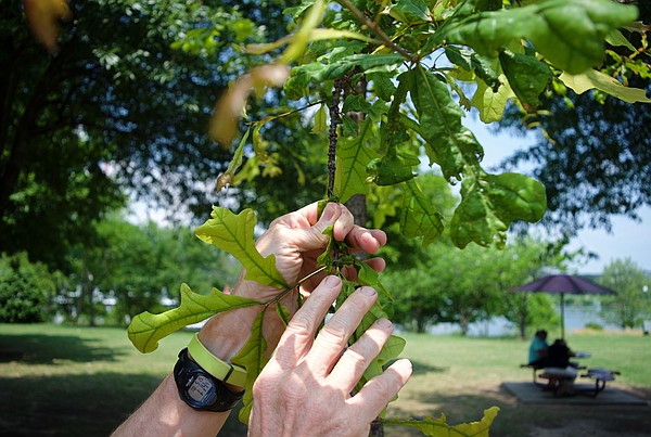 Downtown Chattanooga trees infested with scale insects, suffer from ...