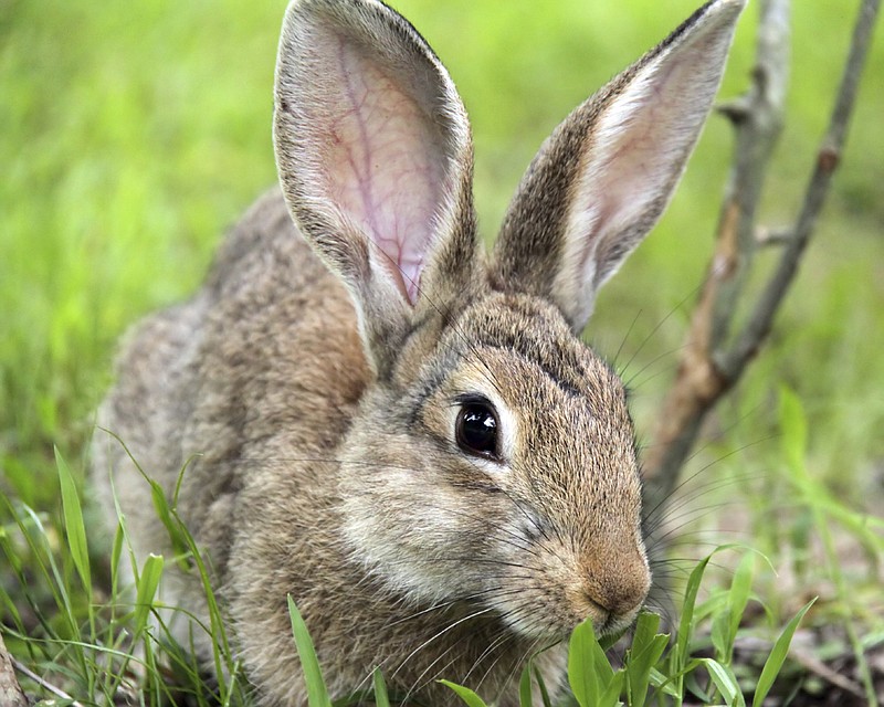 Outdoors calendar | Chattanooga Times Free Press