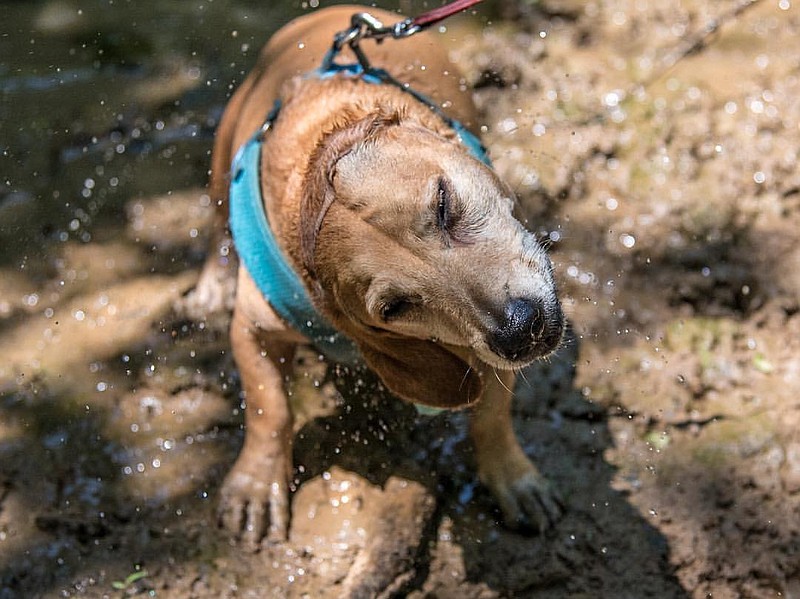 Naturalist's Note: The dog star, the brightest in the night sky ...